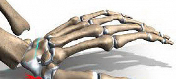 Bones of the tarsal bone of the hand